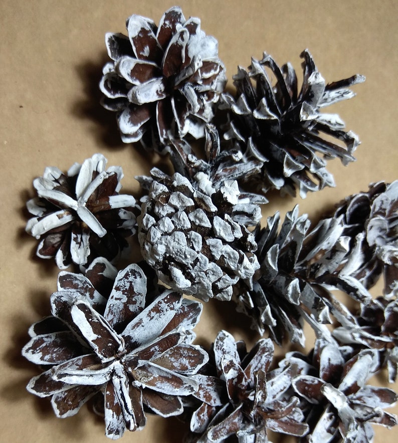 Painted Pinecone White Tipped Pinecones Natural Pine Cones - Etsy
