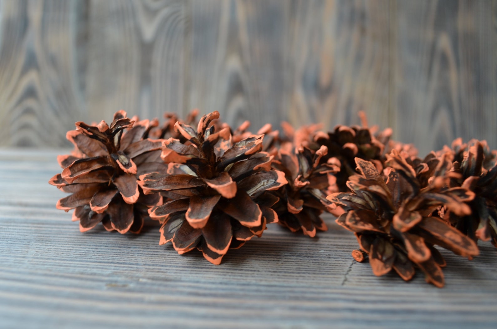 Painted pinecone color tipped pinecones natural pine cones | Etsy