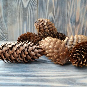 Fir Cones, Large Pine Cones, Natural Spruce Cone, Natural Big Cones ...