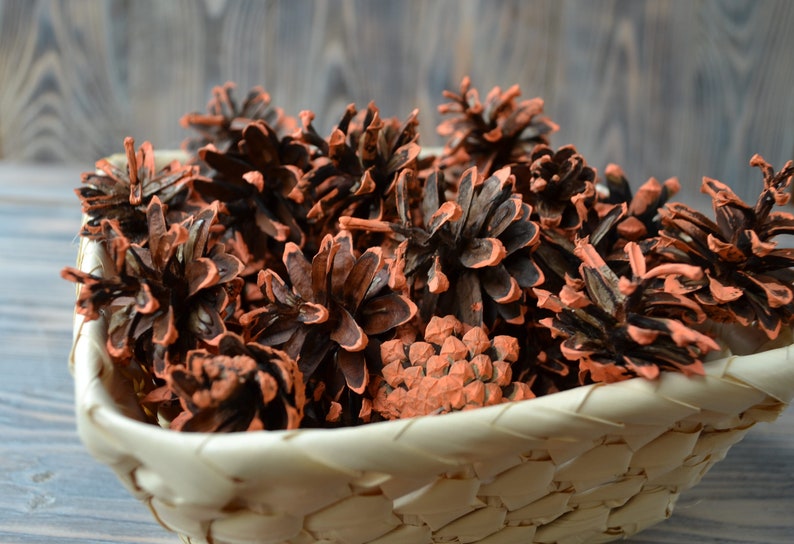 Natural colored pine cones painted pinecone color tipped | Etsy