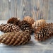 Fir Cones Large Pine Cones Natural Spruce Cone Natural Big - Etsy