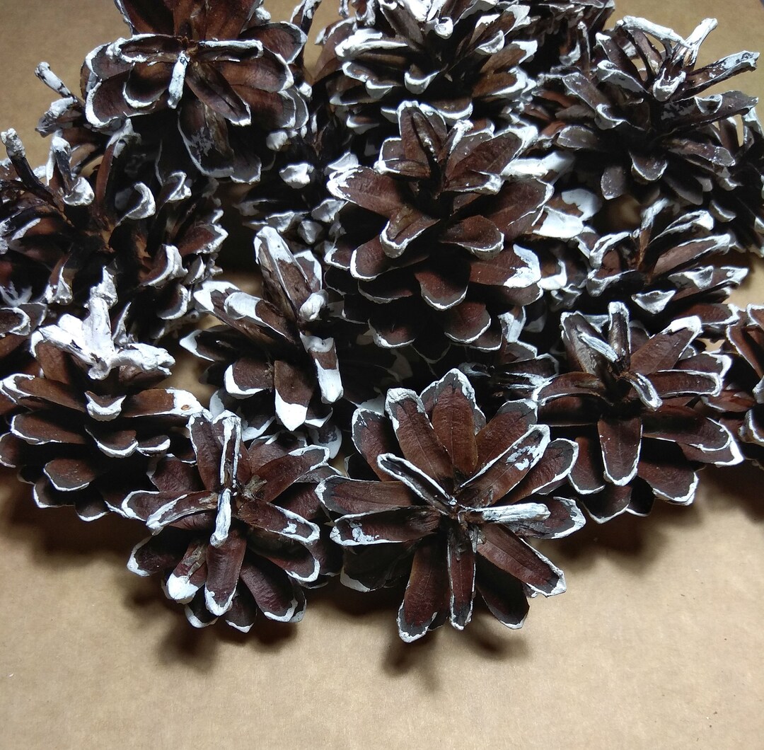 Painted Pinecone, White Tipped Pinecones, Natural Pine Cones, Natural ...