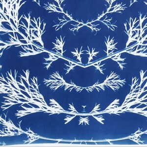 Vintage Pressed Flowers, Botanical Cyanotype on Watercolor Paper, Vivid ...