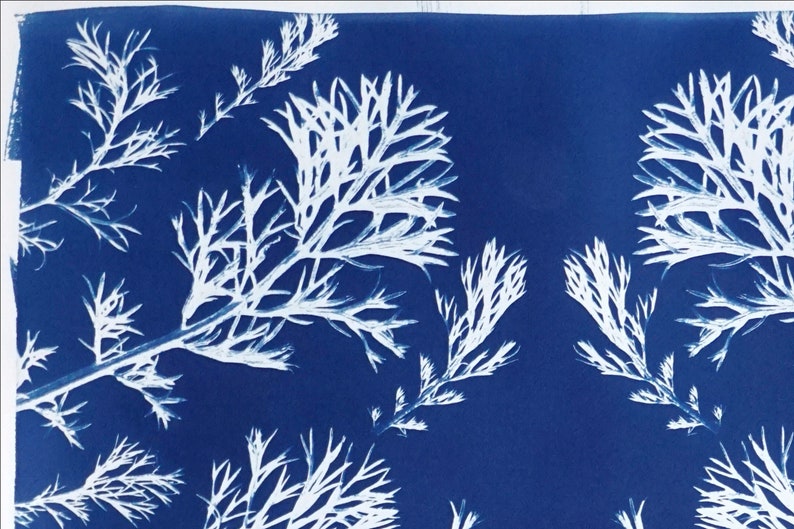 2021 Original Cyanotype Print of Vintage Pressed Flowers - Etsy