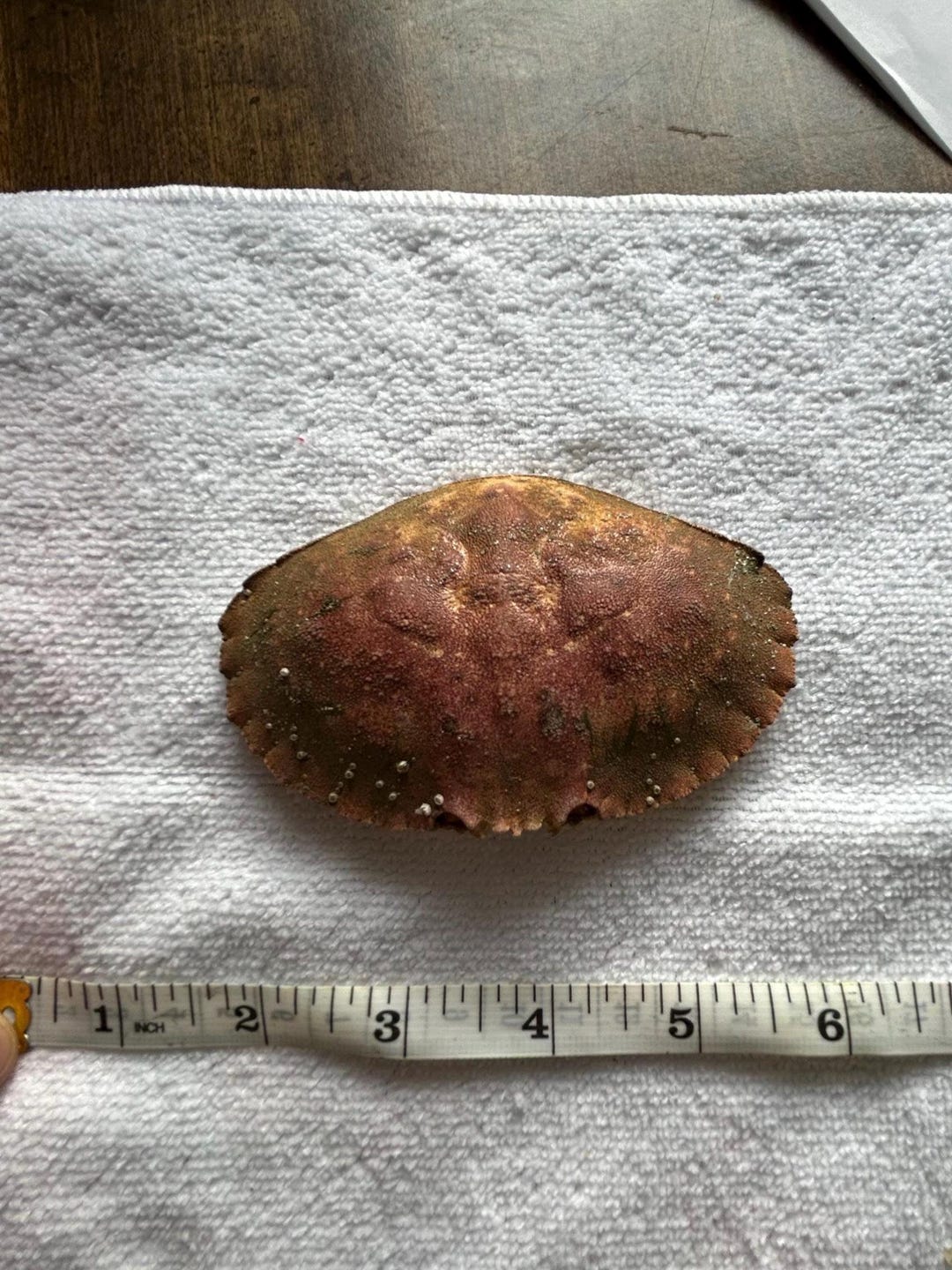 Crab Carapace - Etsy