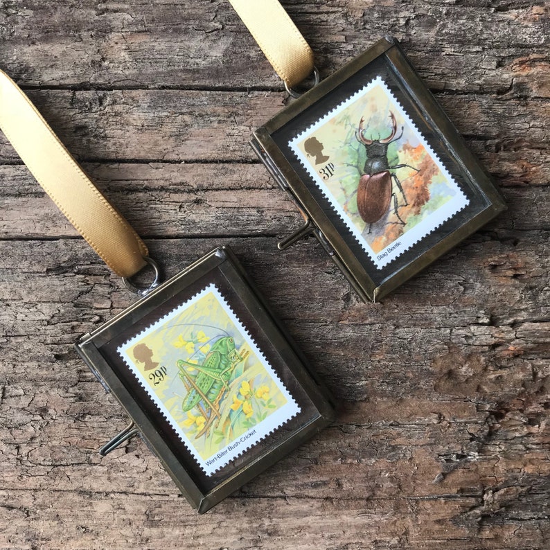 Bush Cricket Insect Art Entomology Gift Vintage Insect | Etsy