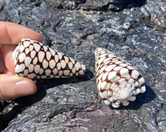 Marble Cone Shell - Etsy