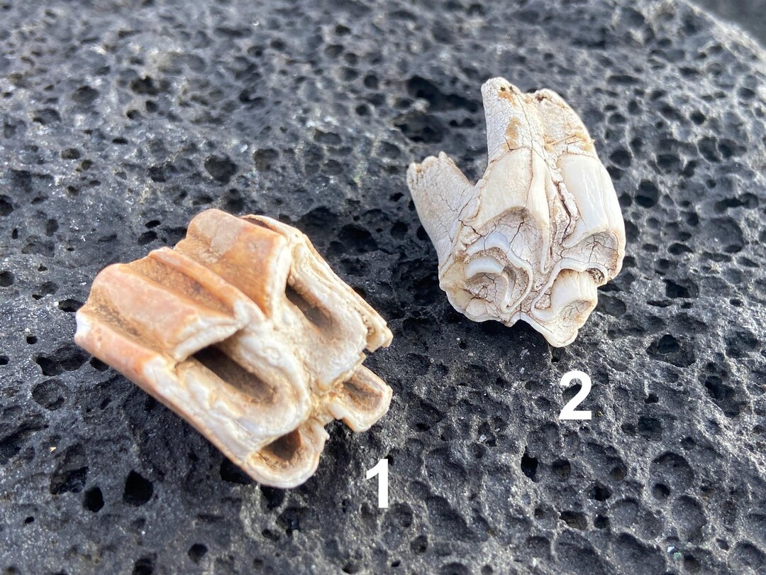 Animal Tooth | Hawaiian Beach Treasures | Ethically Wild Harvested ...