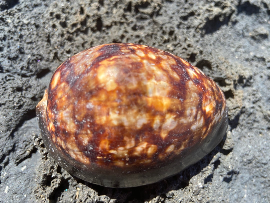 Large Hawaiian Cowrie Shell - Ethically Wild Harvested, Beach Combed ...