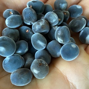 Mgambo Seeds - Viable Hawaiian Velvet Seeds for Planting - Natural ...