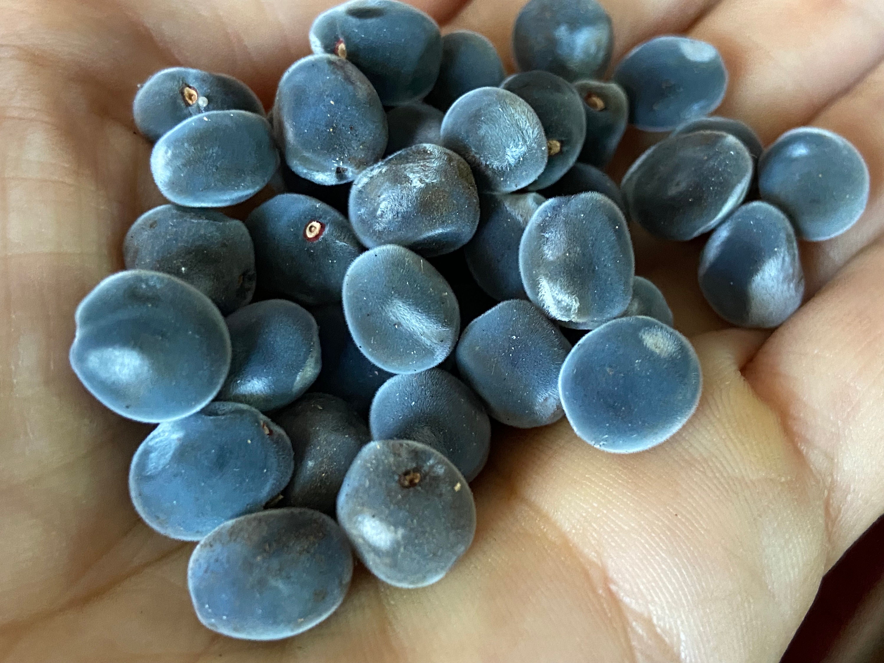 Mgambo Seeds Viable Hawaiian Velvet Seeds for Planting 10 Seeds Natural ...