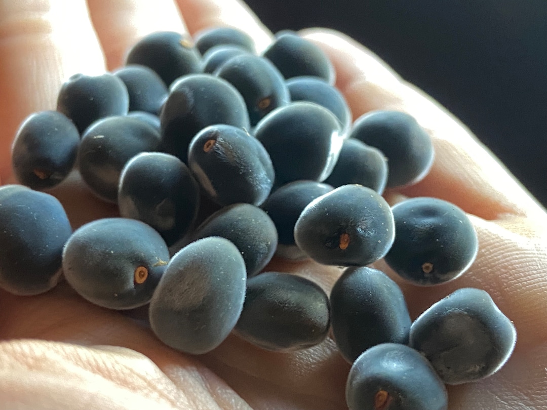Mgambo Seeds - Hawaiian Velvet Seeds - Undrilled - Natural, Raw, Soft ...