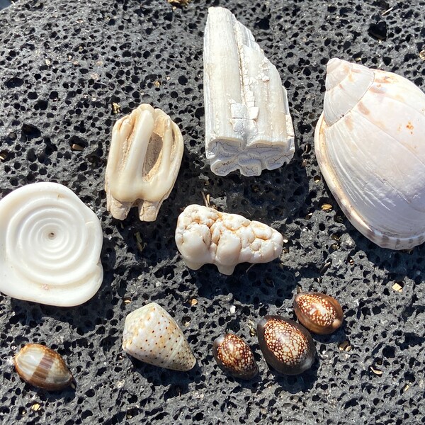 Rare Shells - Etsy