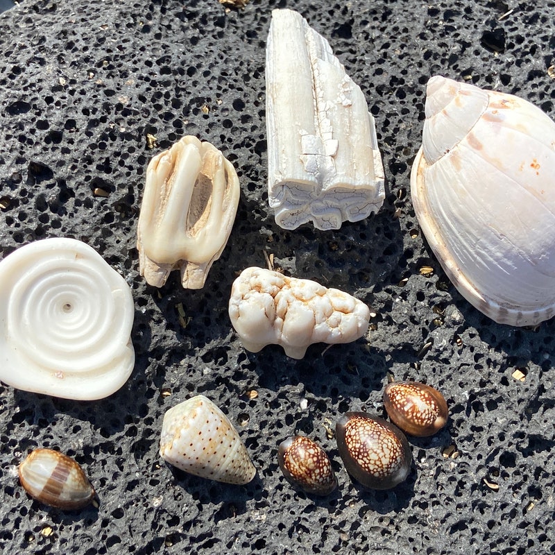 Rare Shells - Etsy