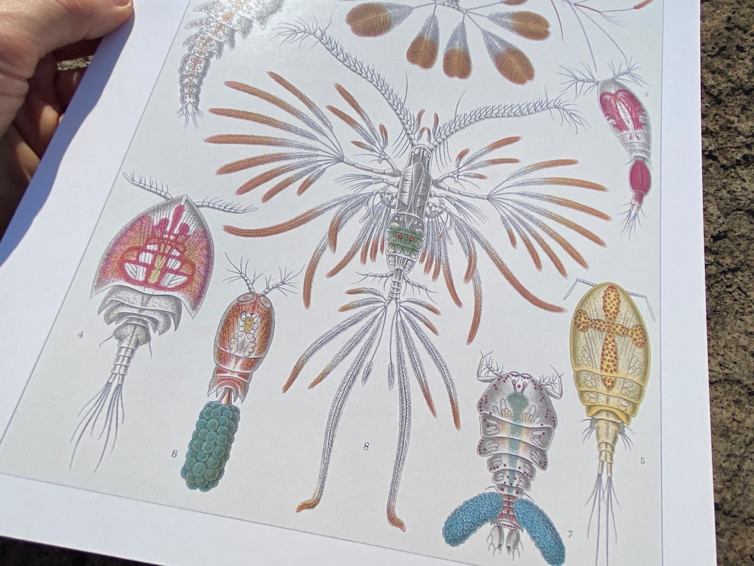 Vintage Art Print | Ernst Haeckel | Art Forms in Nature | Plate 31 ...