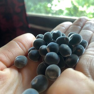 Mgambo Seeds - Viable Hawaiian Velvet Seeds for Planting - Natural ...