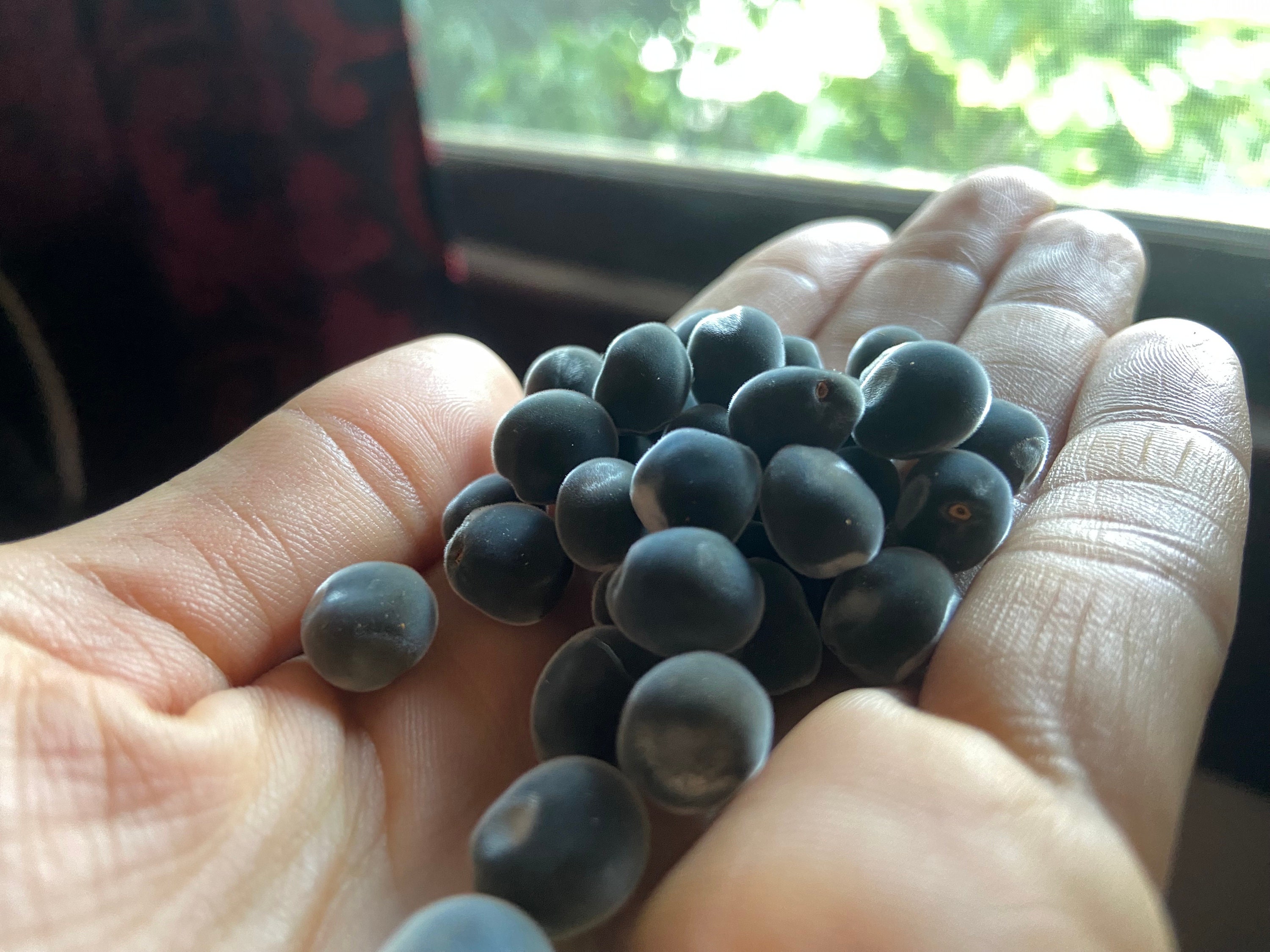 Mgambo Seeds Viable Hawaiian Velvet Seeds for Planting 10 Seeds Natural ...