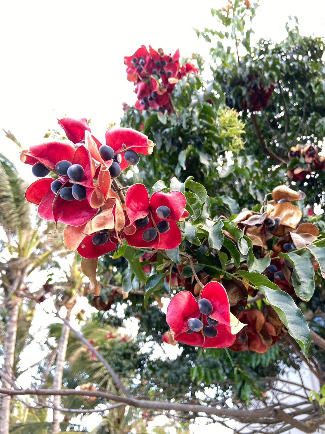 Mgambo Seeds - Viable Hawaiian Velvet Seeds for Planting - Natural ...