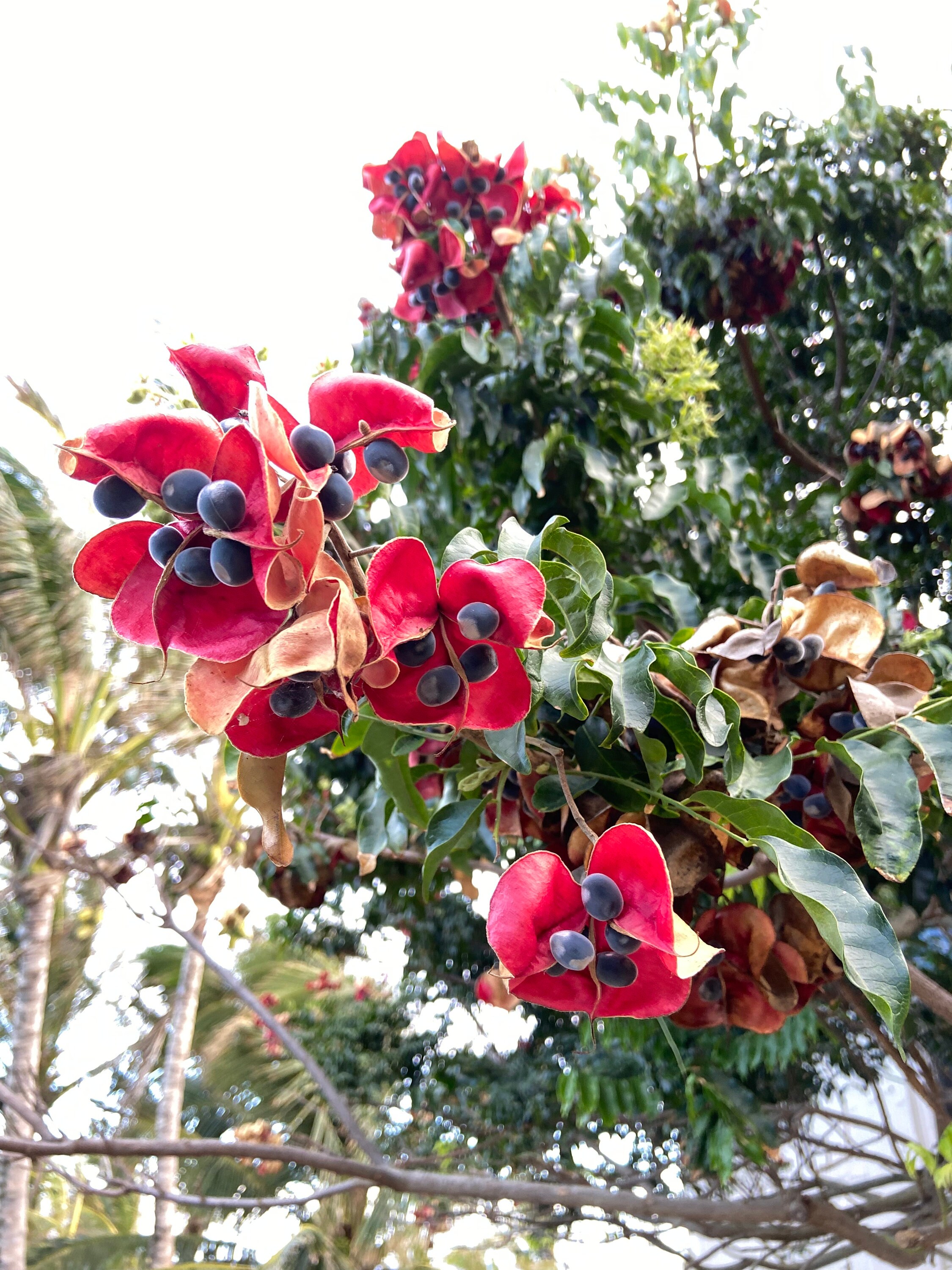 Mgambo Seeds Viable Hawaiian Velvet Seeds for Planting 10 Seeds Natural ...