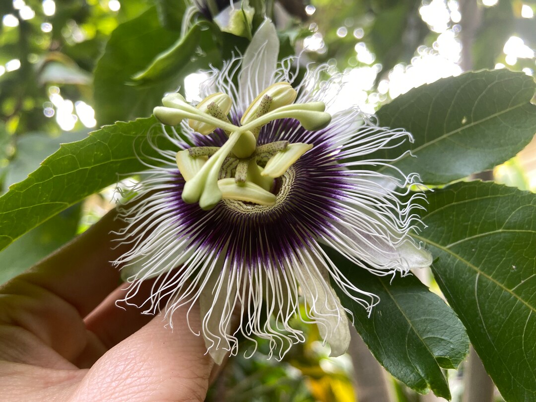 Hawaiian Passionflower Leaf Powder - Passiflora Edulis - Relaxing ...