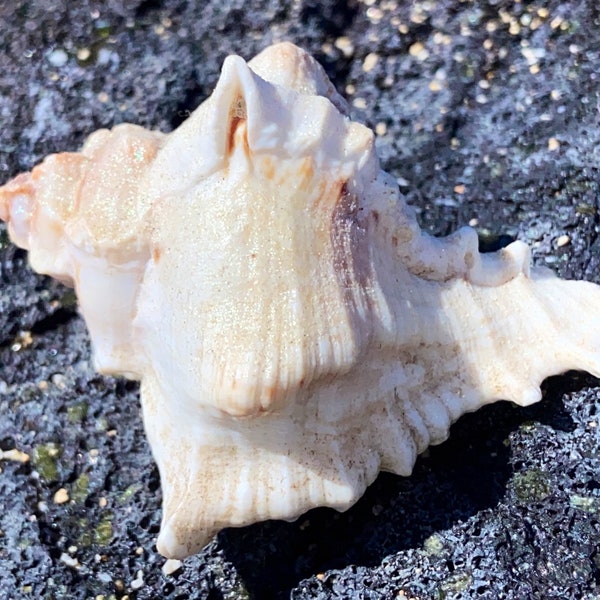 Murex Shell - Etsy