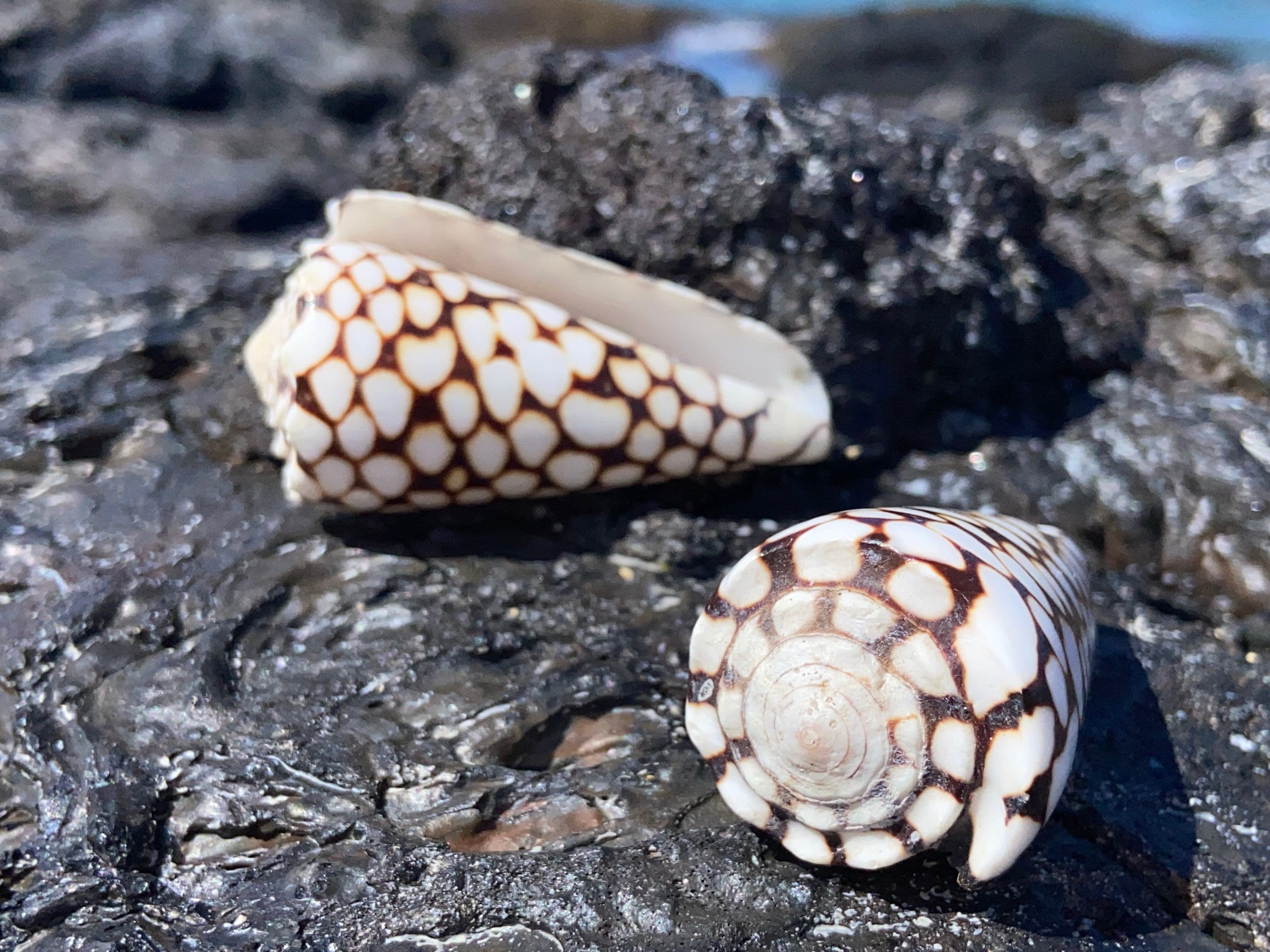 Marbled Cone Snail