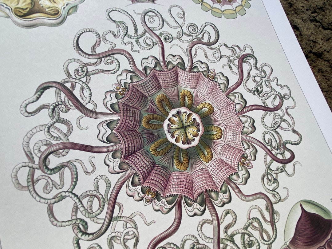 Vintage Art Print | Ernst Haeckel | Art Forms in Nature | Plate 38 ...