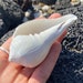 Pear Whelk Shell | Collector’s Shell, Shell Collection, Collectible ...