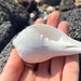 Pear Whelk Shell | Collector’s Shell, Shell Collection, Collectible ...
