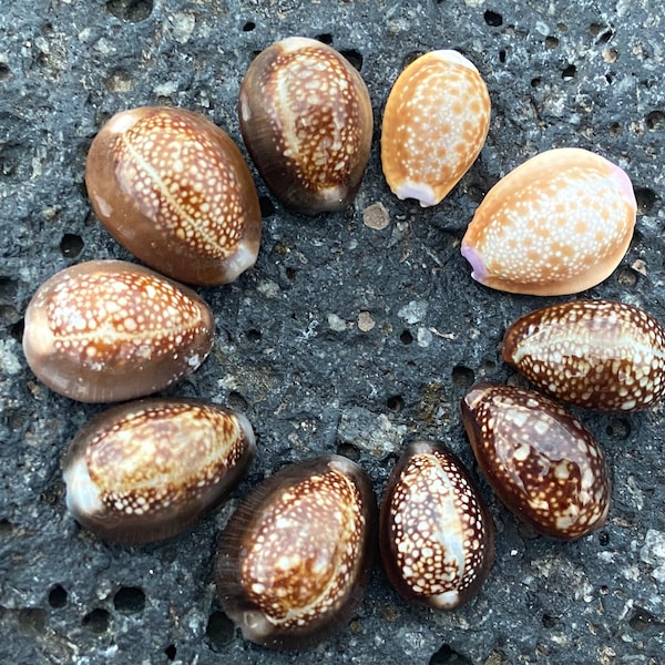 Hawaiian Cowrie - Etsy