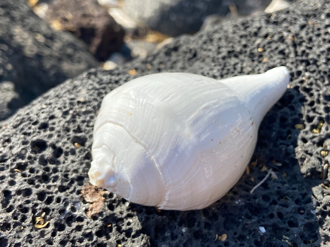 Pear Whelk Shell | Collector’s Shell, Shell Collection, Collectible ...