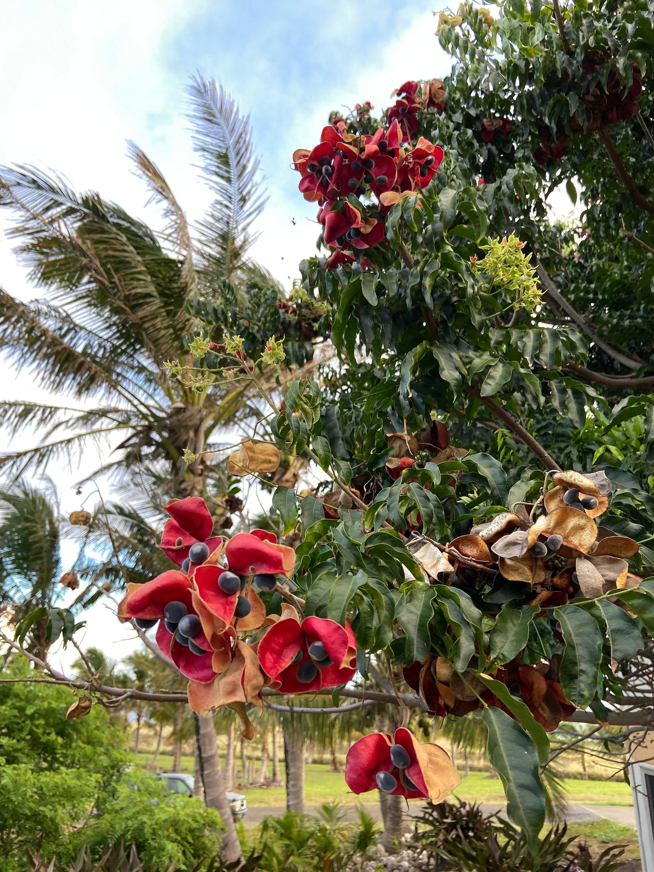 Mgambo Seeds Viable Hawaiian Velvet Seeds for Planting 10 Seeds Natural ...