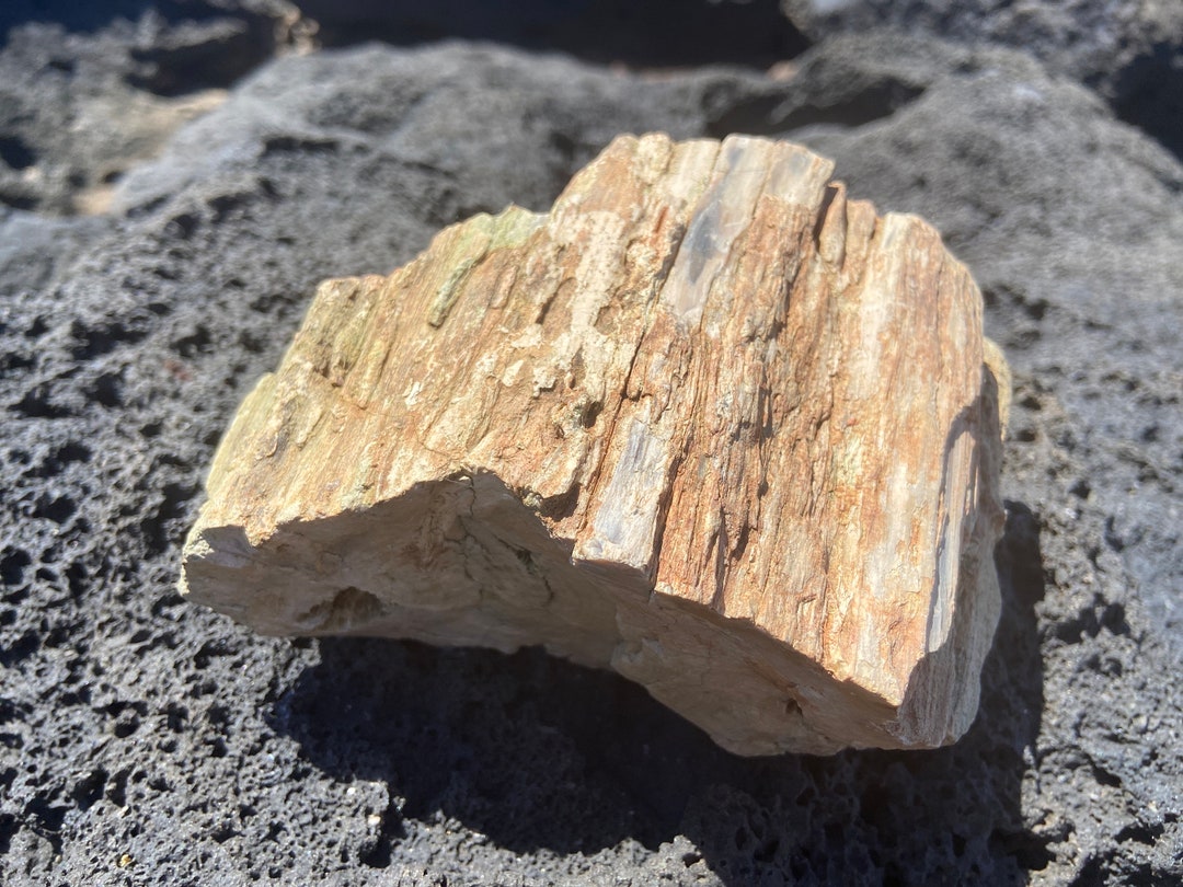 Petrified Wood - Large - Grounding, Stability, Calm, Earth Energy ...
