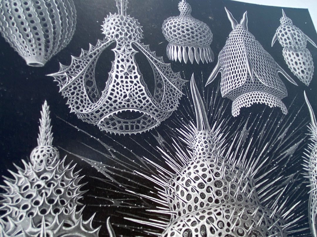 Vintage Art Print | Ernst Haeckel | Art Forms in Nature | Plate 31 ...
