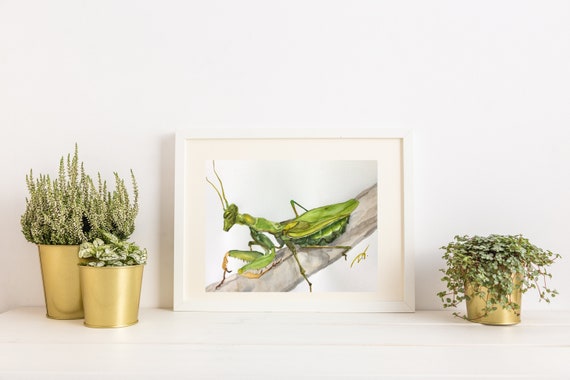 Ghost Mantis Original Watercolor Painting Urns & Memorials Pet Supplies ...
