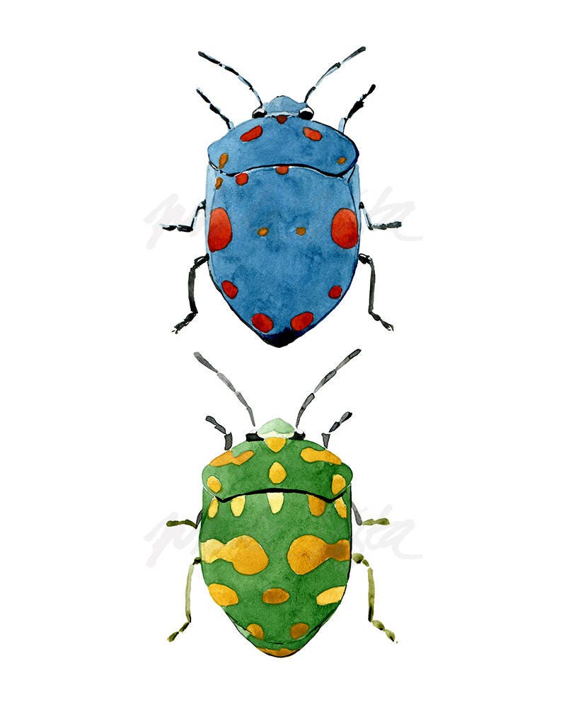 Beetle Bug Art Prints Illustration Wall Decor Watercolour Modern Nature ...