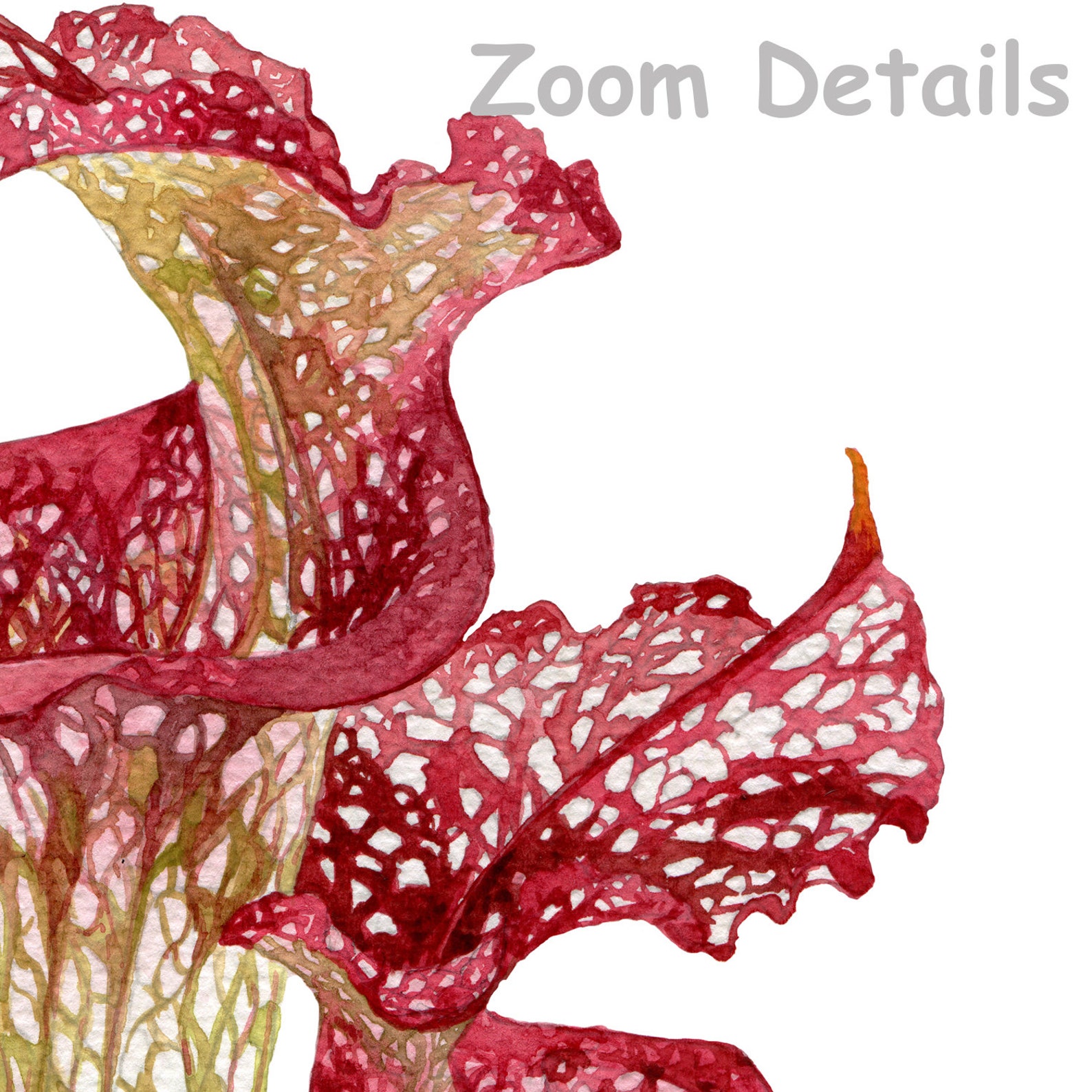 Pitcher Plant Botanical Watercolor Printable Botanical Canivous ...