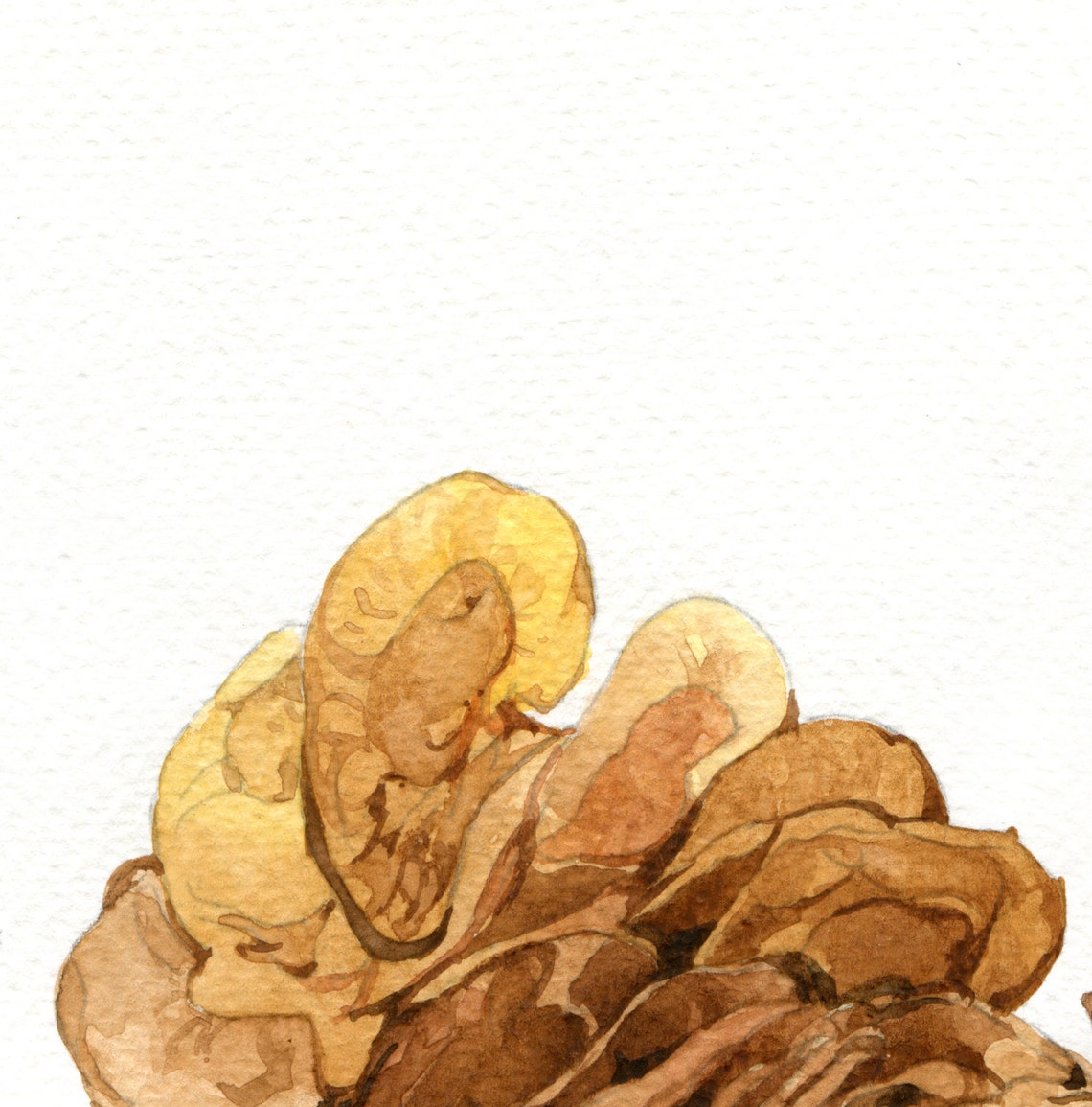 Seed Watercolor Art Prints Botanical Watercolour Art Print | Etsy