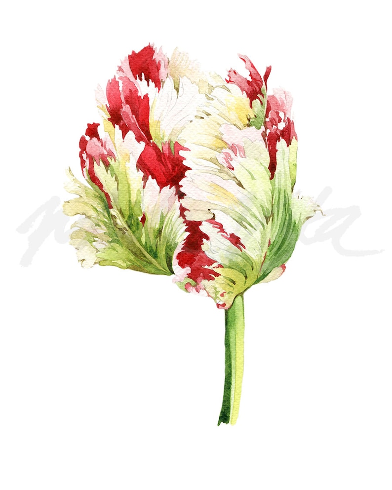 Tulip Wall Art Prints Parrot Tulip Watercolour Painting Floral - Etsy