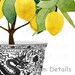Lemon Print Chinoiserie Planter Bonsai Chinese Painting Zen - Etsy