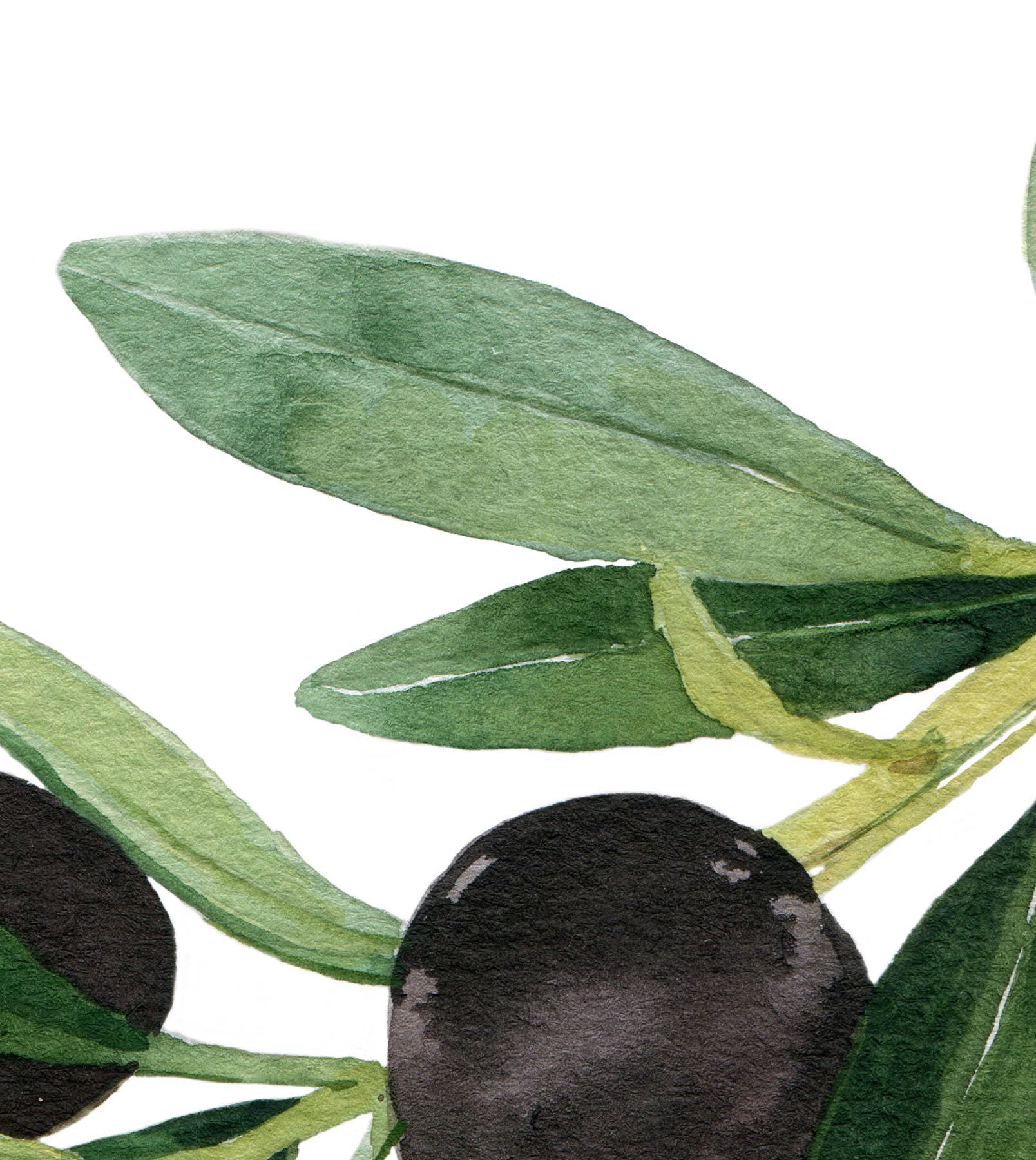 Olive Art Print Italy Culinary Kitchen Wall Decor Watercolour Fruit ...
