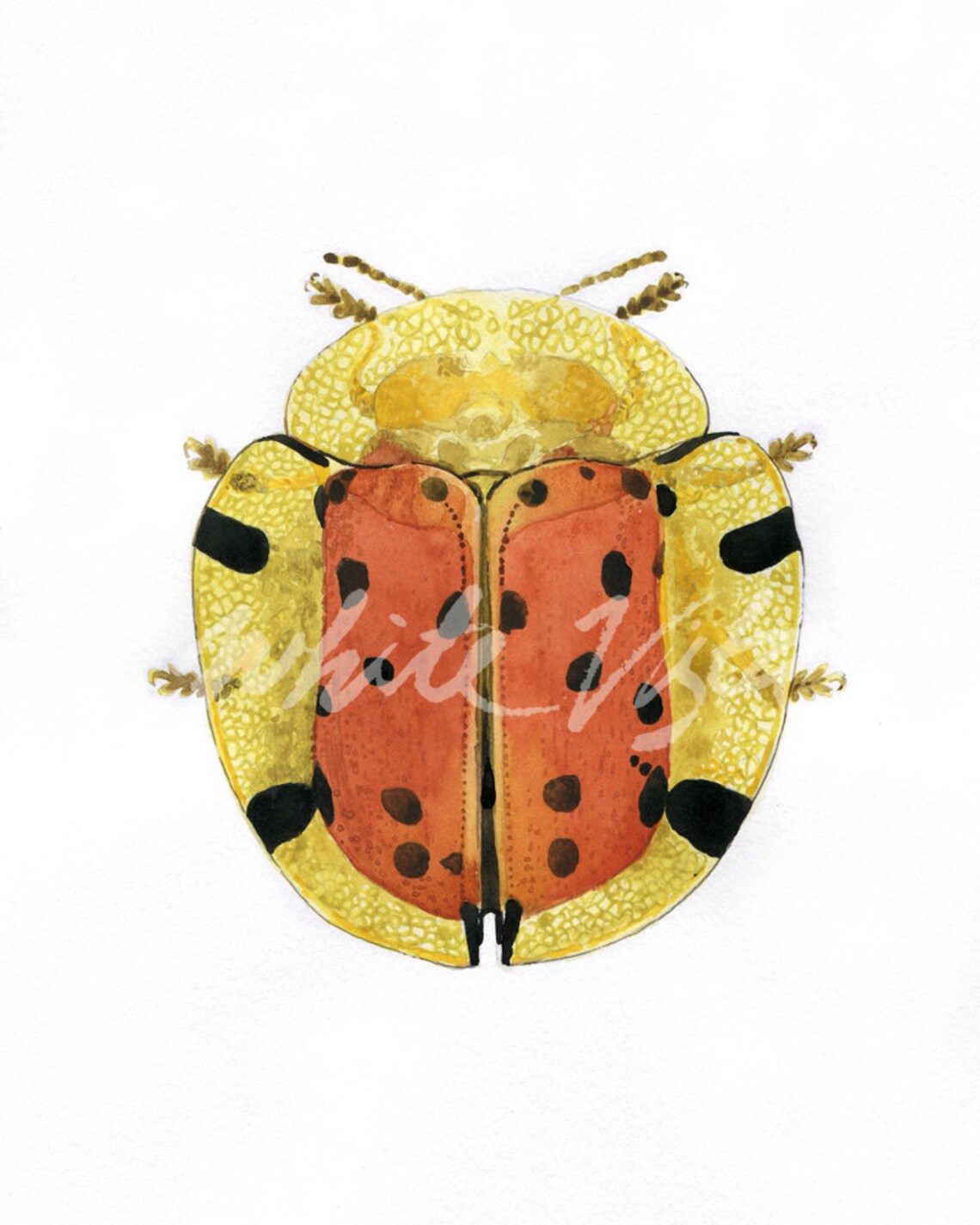 Lady Bug Art Print Beetle Watercolor Illustration Printable | Etsy