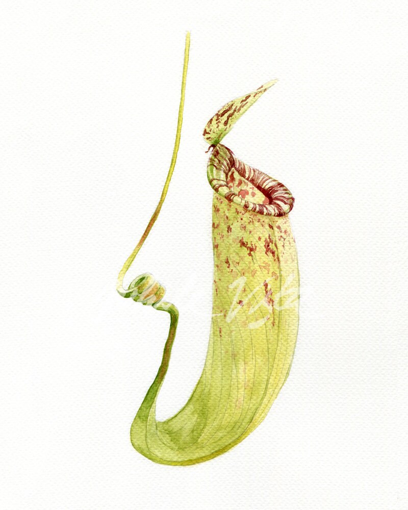 Pitcher Plants Water Color Art Prints (03), Botanical Carnivorous ...