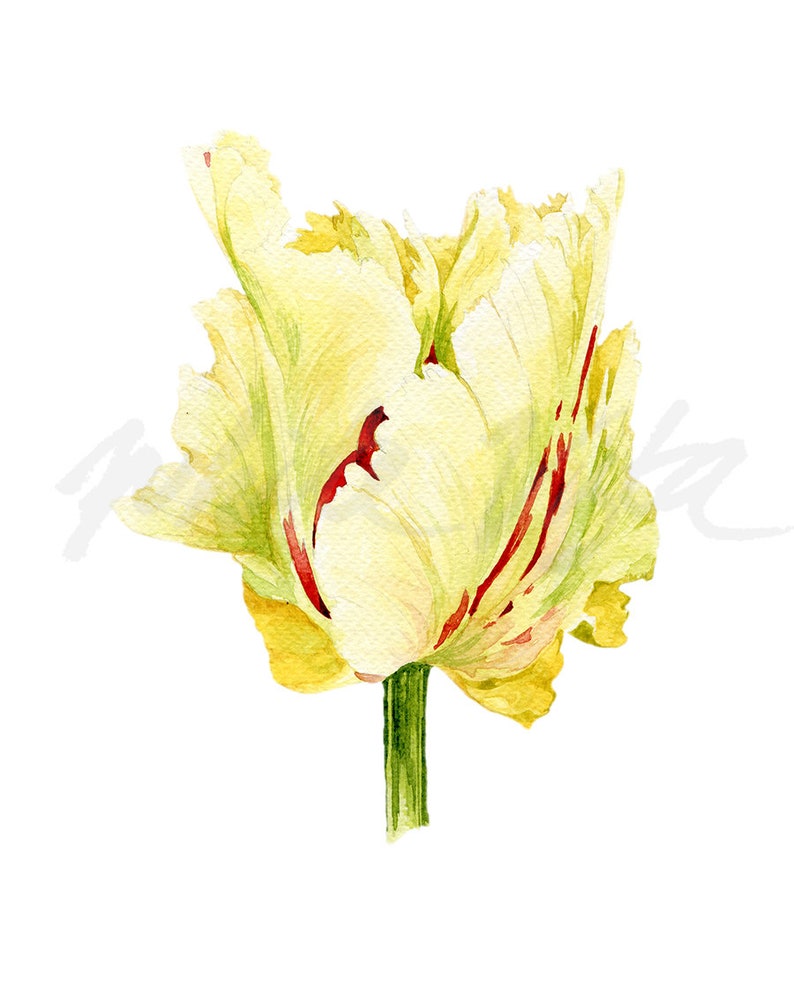 Tulip Wall Art Prints Parrot Tulip Watercolor Painting Floral - Etsy