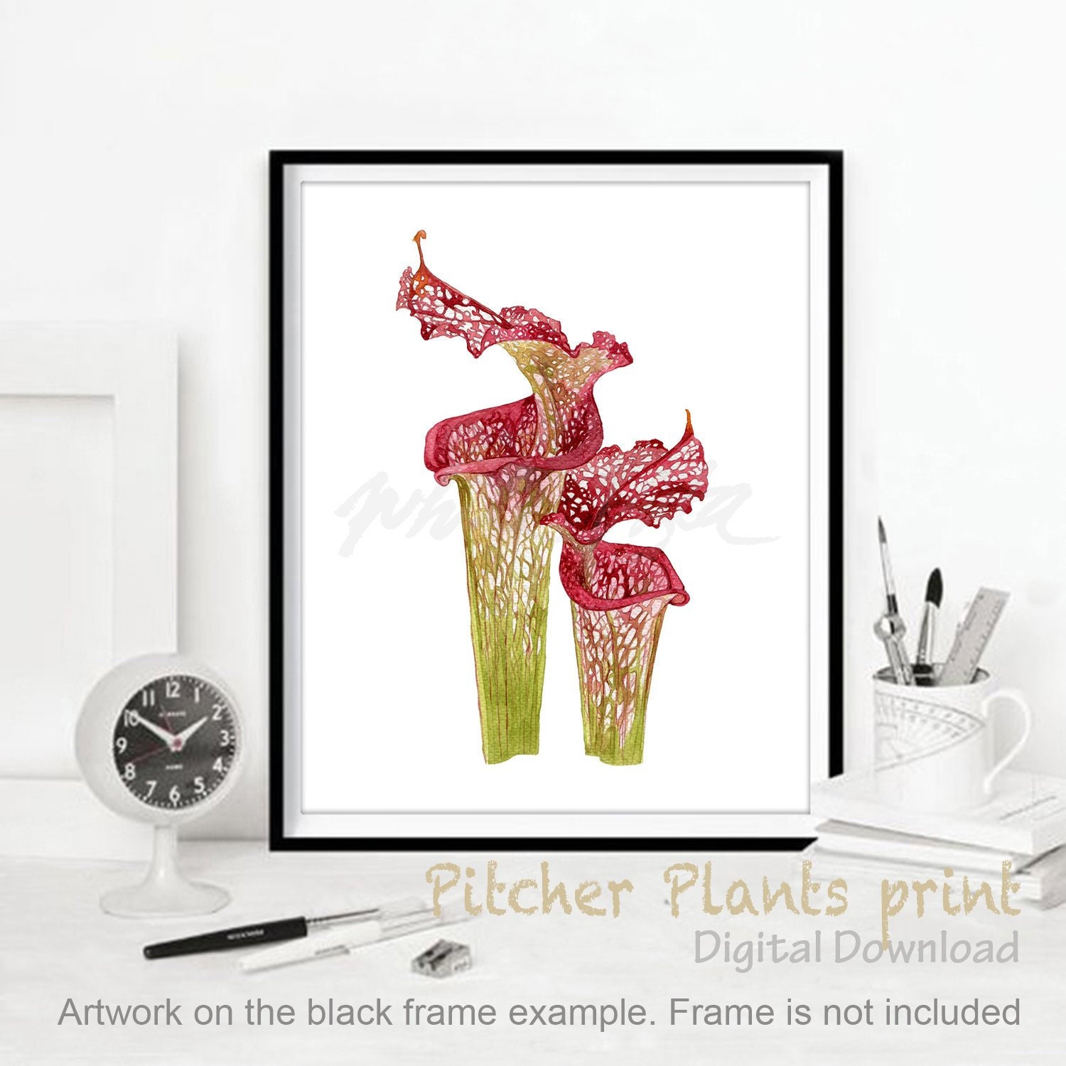 Pitcher Plant Botanical Watercolor Printable Botanical Canivous ...