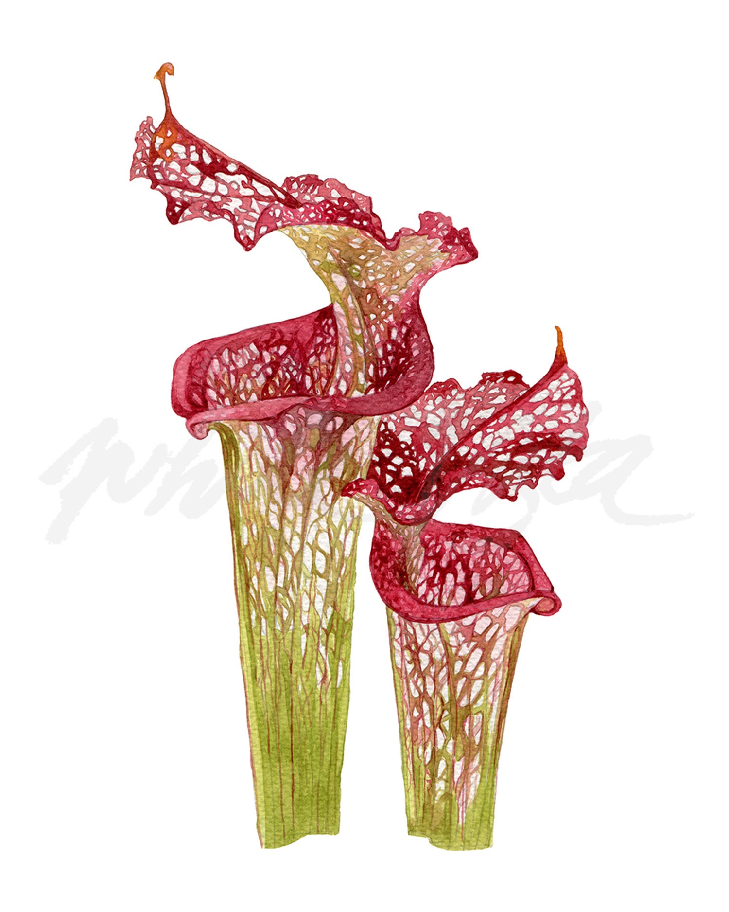 Pitcher Plant Botanical Watercolor Printable Botanical Canivous ...