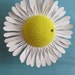 DAISY Pinata, Flower Pinata, Flower Birthday, Nature Pinata, Baby ...