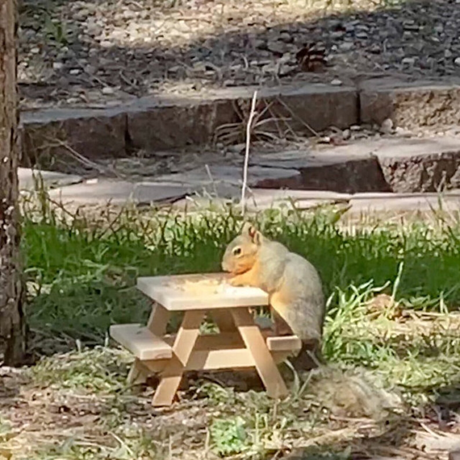 Squirrel Picnic Table Feeder - Etsy