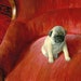 Dog on a Red Chair | Siegfried | Animal Wall Art | German Artist ...