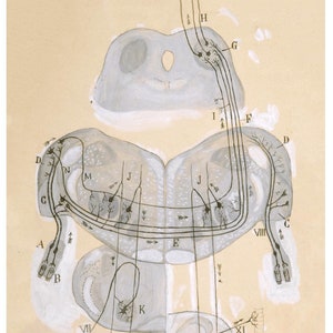 Vintage Anatomy Drawing | Trapezoid Body for Ears | Santiago Ramón Y ...